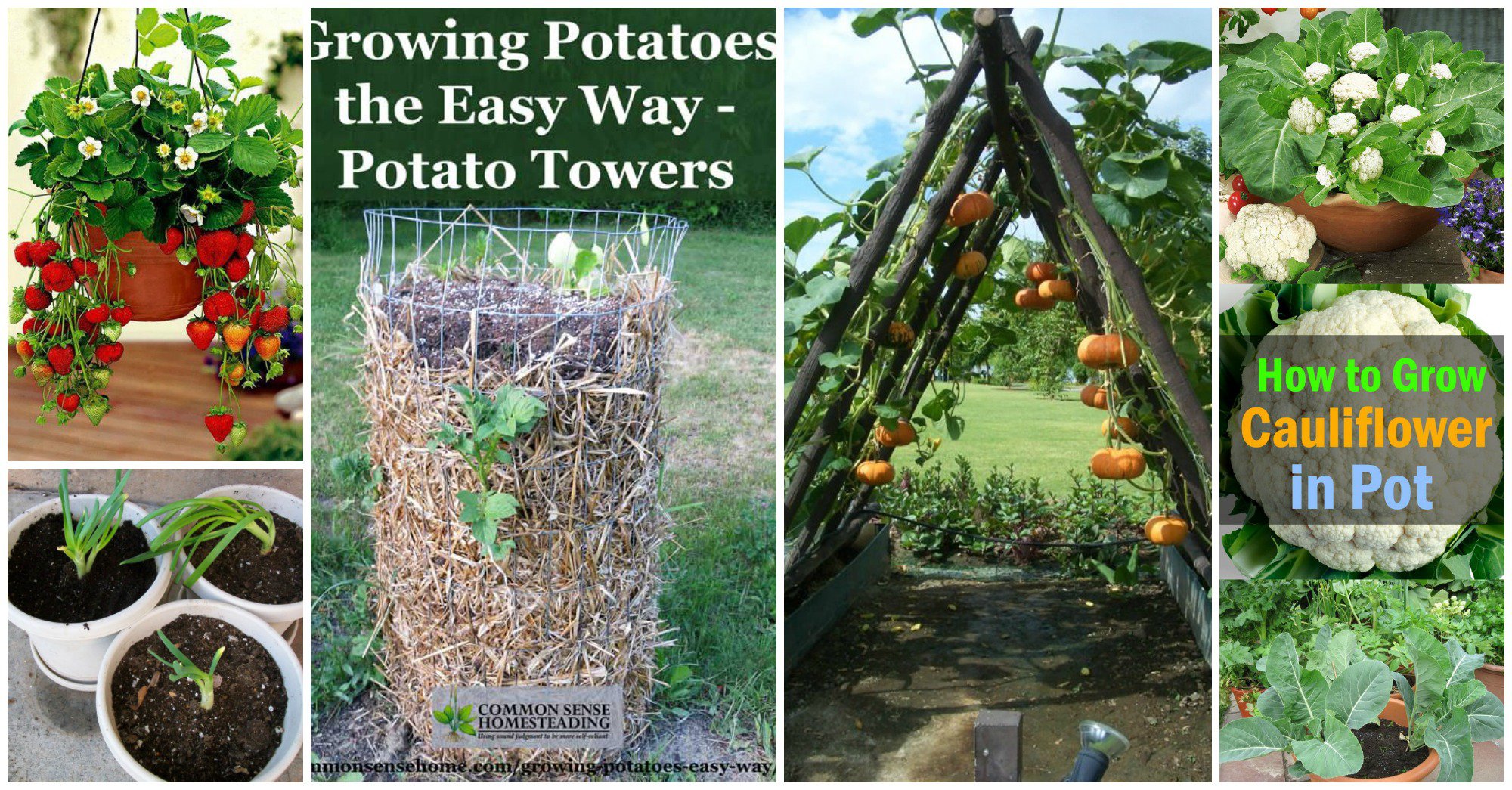 11-Smart-Ways-to-Grow-Veggies-and-Fruits-in-Your-Garden - Ideas to Love