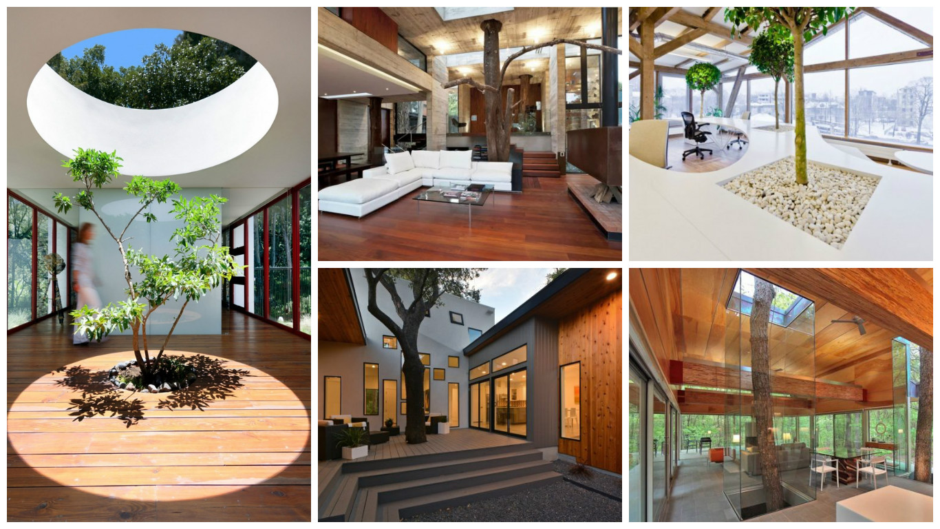 Amazing Indoor Trees to Enliven Your Interior Space - Page 2 of 3 ...